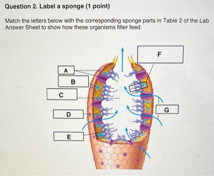 Solved Question 2. Label a sponge (1 point) Match the | Chegg.com
