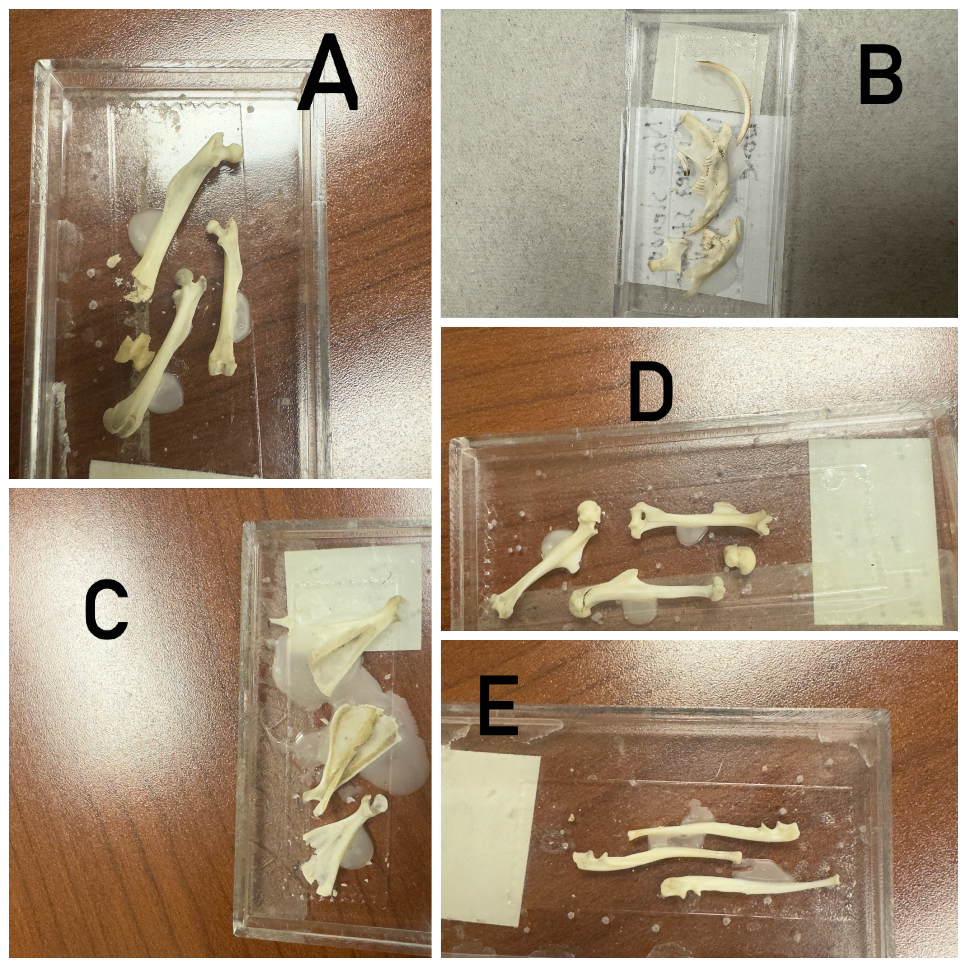 Solved \table[[,,]]The picture below is a "Rodent Bones" | Chegg.com