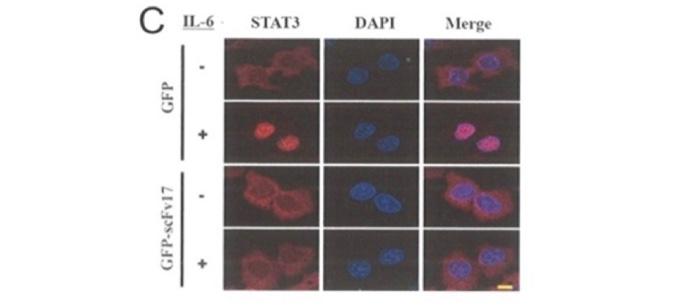 Solved C IL-6 STAT3 DAPI Merge GFP GFP-scFv17 | Chegg.com