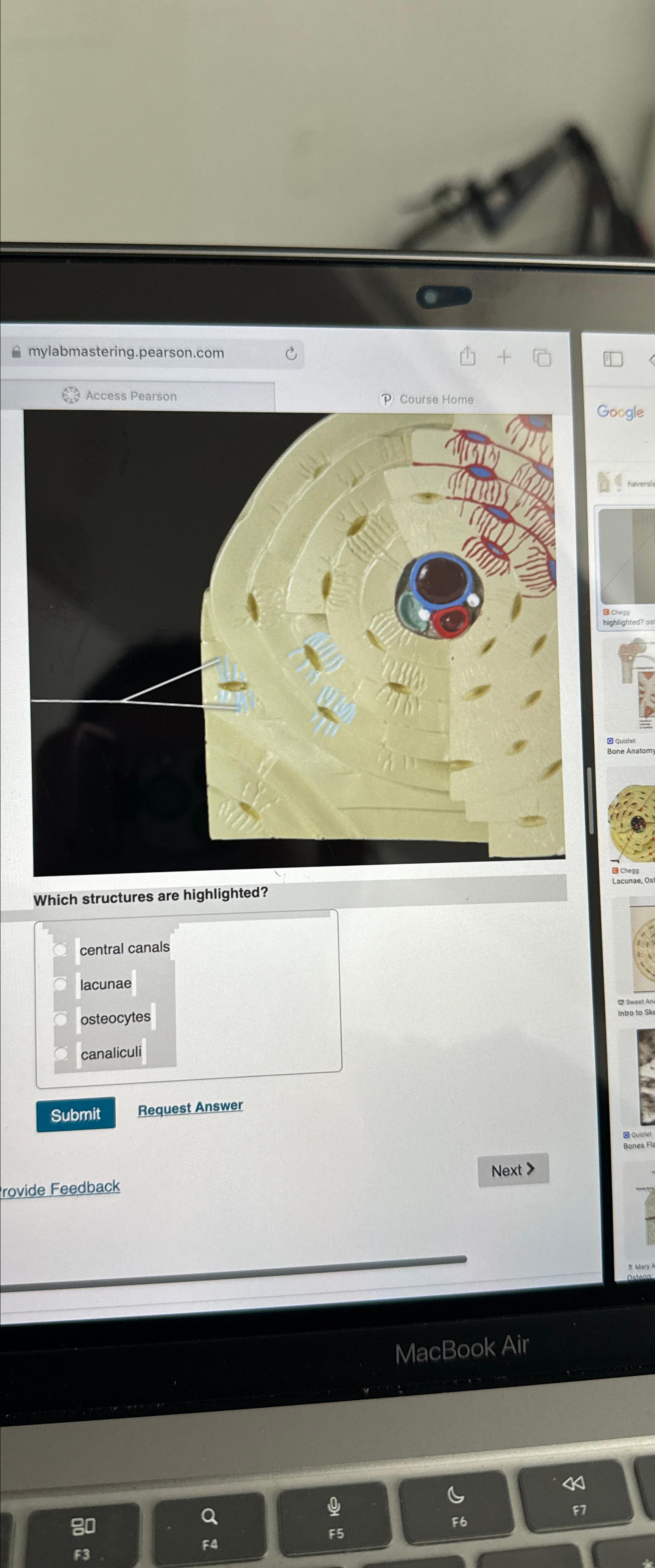 A mylabmastering.pearson.comO+ Access | Chegg.com