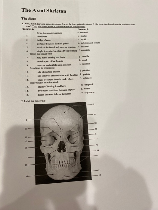 Solved The Axial Skeleton The Skull 1. First, match the bone | Chegg.com