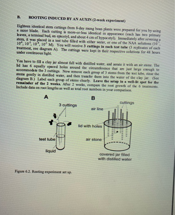 Solved B. ROOTING INDUCED BY AN AUXIN (2-week experiment) | Chegg.com