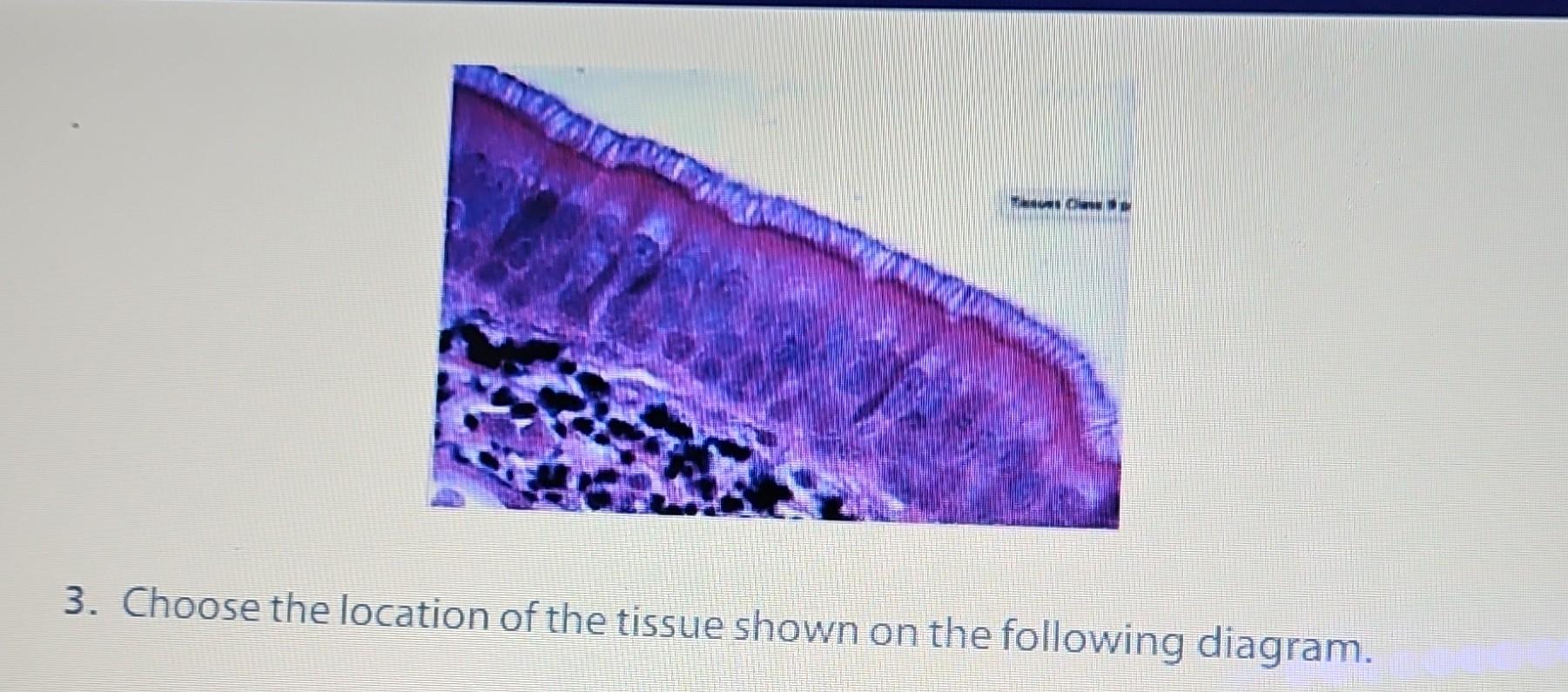 2. Choose the location of the tissue shown on the | Chegg.com