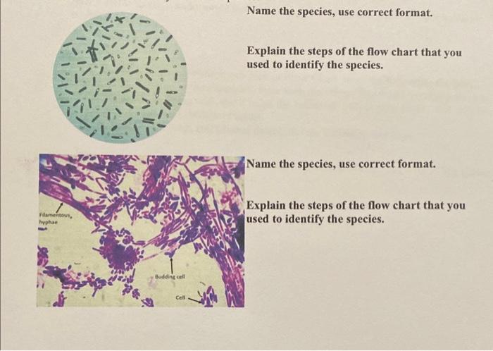 Solved name the species, use, correct formatexplain the | Chegg.com