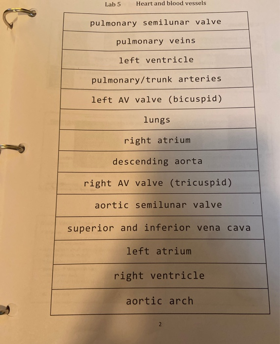 Solved Lab 5 Heart and blood vessel C. Questions: - valves | Chegg.com