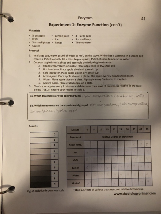 Solved Enzymes Experiment 1: Enzyme Function (con't) | Chegg.com