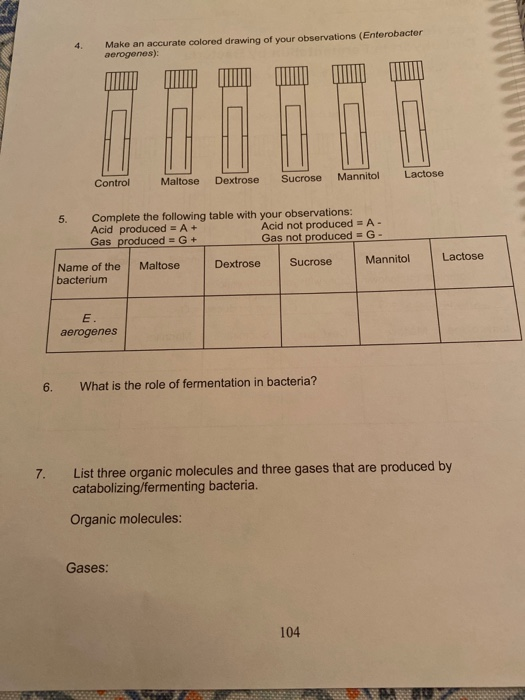 Solved Name Date Lab Report: 17 Carbohydrate Fermentation by | Chegg.com Solved Name Date Lab Report: 17 Carbohydrate Fermentation by | Chegg.com