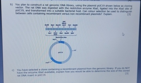 Solved b) ﻿You plan to construct a rat genomic DNA library, | Chegg.com