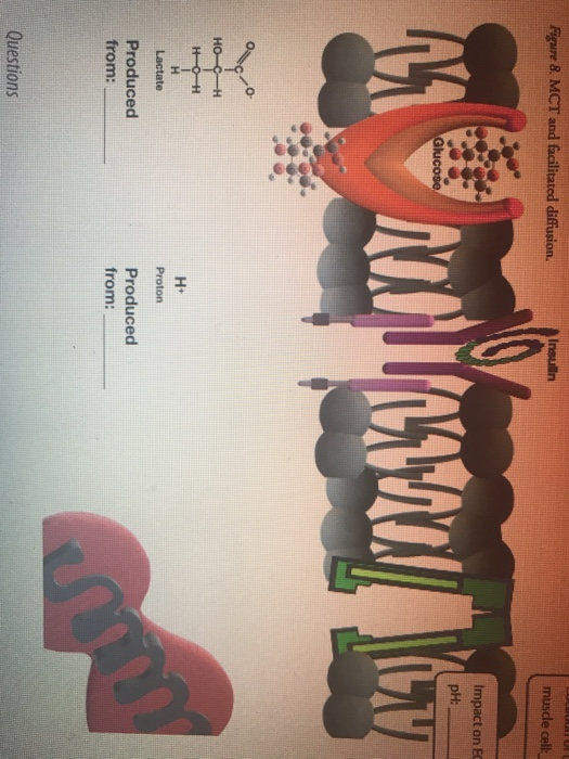 Solved Identify the monocarboxylate transporter (MCT) and | Chegg.com