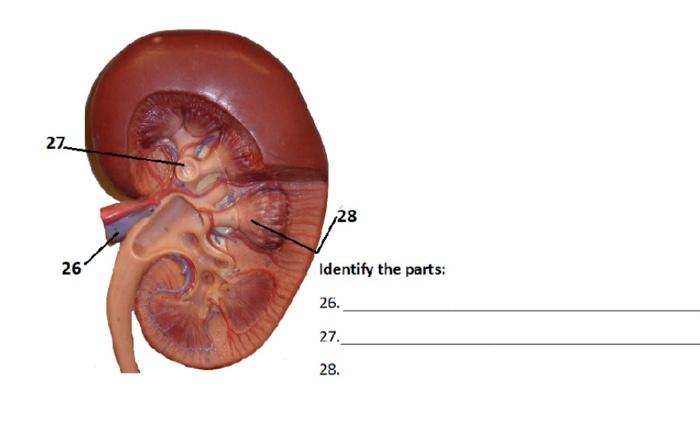 Solved 27_ 28 26 Identify the parts: 26. 27. 28. | Chegg.com