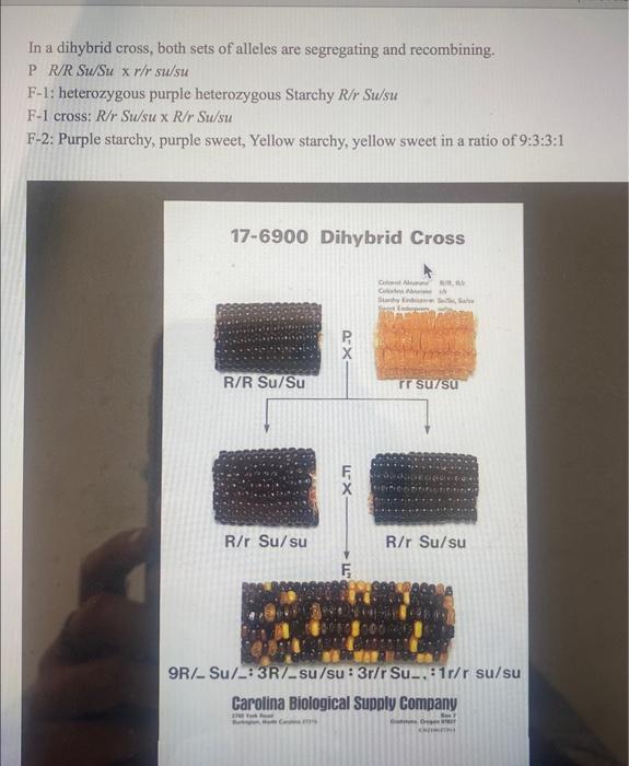Solved Protocol 2: 1. Observe the image of a cob of corn in | Chegg.com