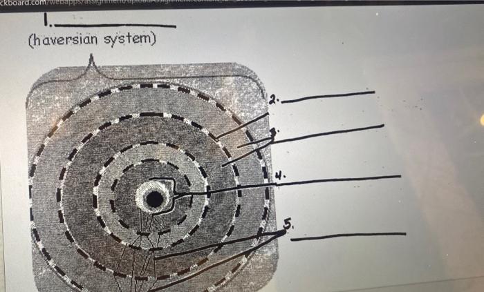 Solved (haversian system) | Chegg.com