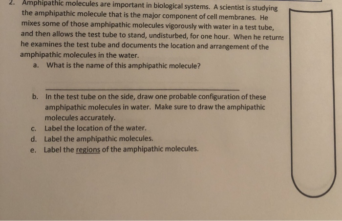 Solved 2. Amphipathic molecules are important in biological | Chegg.com