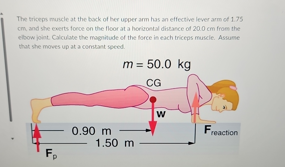 Solved The triceps muscle at the back of her upper arm has | Chegg.com