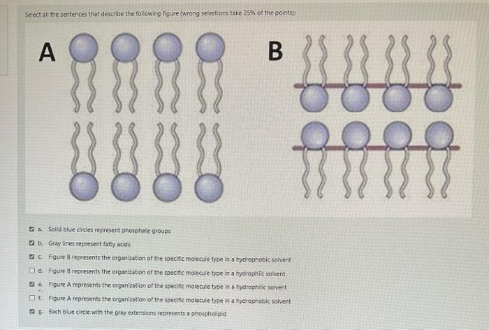 Solved Diffusion: (select all that apply, wrong answers have | Chegg.com