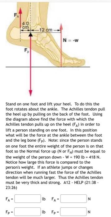 Solved Stand on one foot and lift your heel. To do this the | Chegg.com
