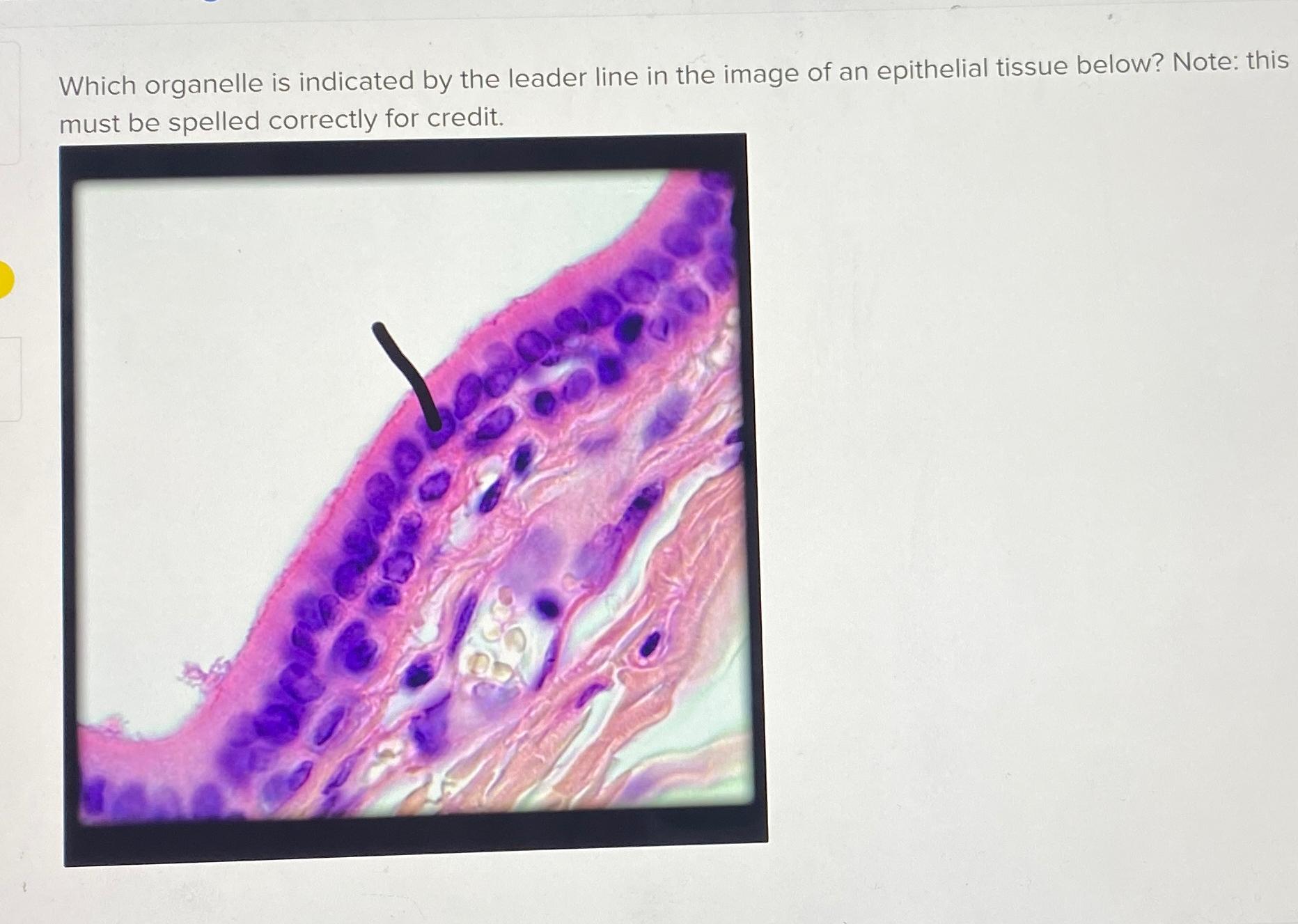 Solved Which organelle is indicated by the leader line in | Chegg.com