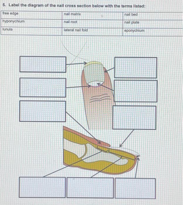 Solved 5. Label the diagram of the nail cross section below | Chegg.com