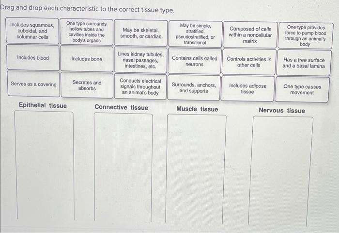 Solved Drag and drop each characteristic to the correct | Chegg.com