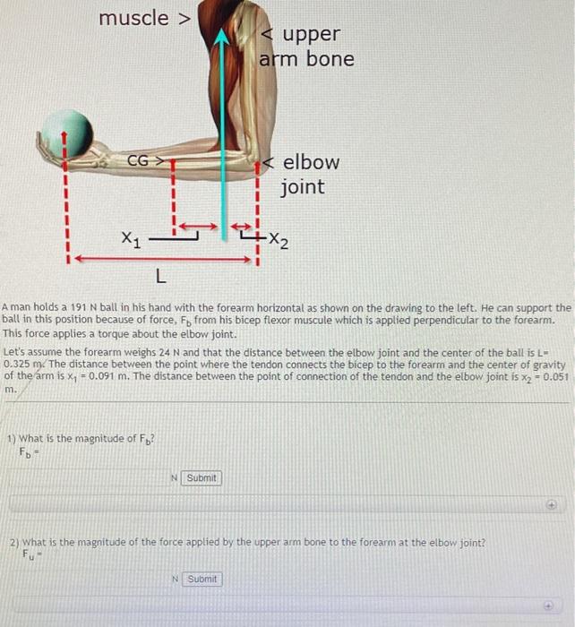 Solved A man holds a 191 N ball in his hand with the forearm | Chegg.com