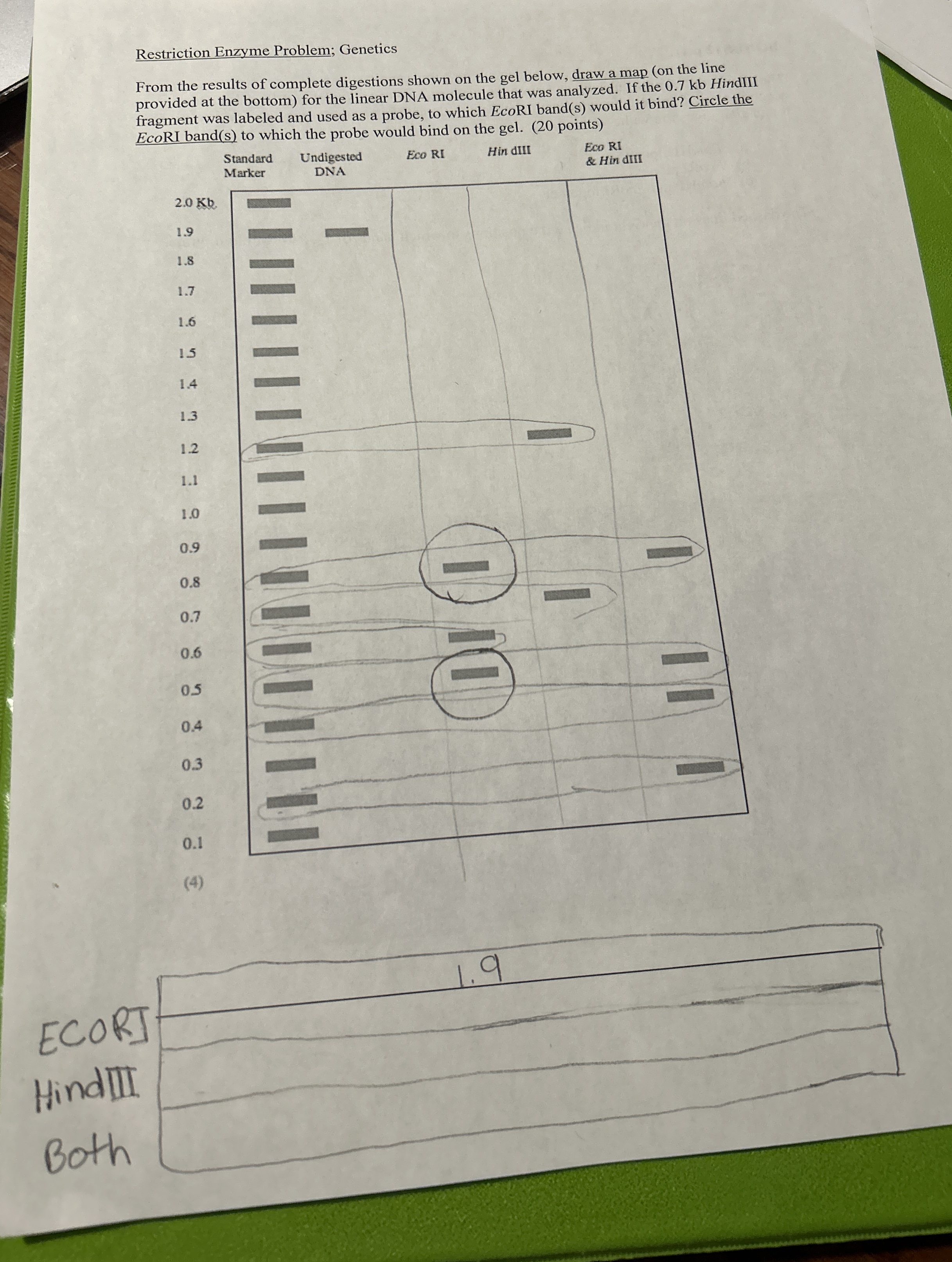 Solved Restriction Enzyme Problem; GeneticsFrom the results | Chegg.com