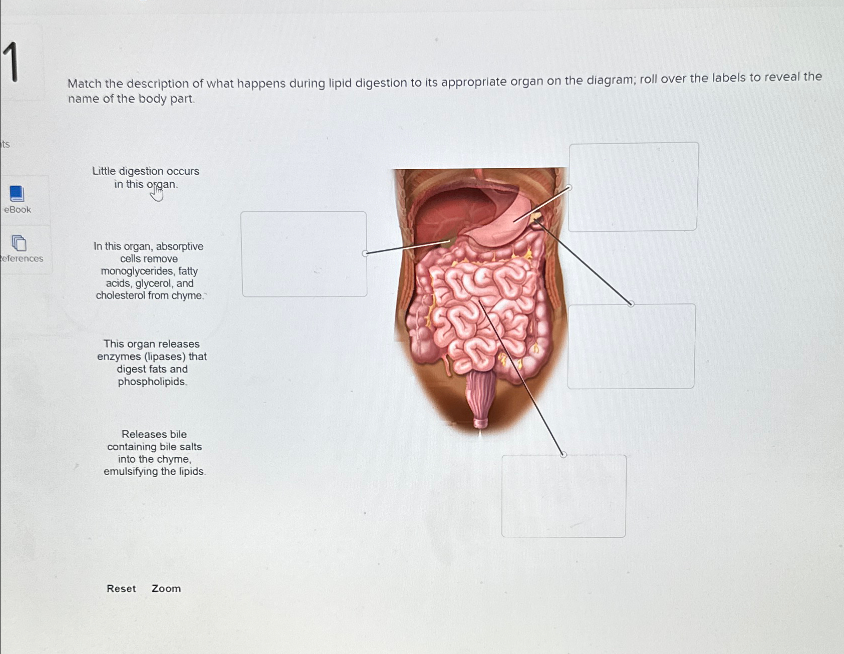 Solved Match the description of what happens during lipid | Chegg.com