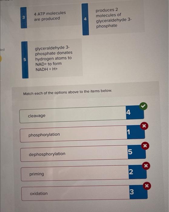 Solved Match each description with the correct phase in the | Chegg.com