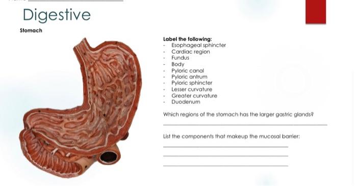 Solved Digestive Slomach Label the following: - Esophageal | Chegg.com