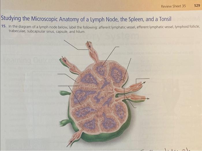 Solved Studying the Microscopic Anatomy of a Lymph Node, | Chegg.com