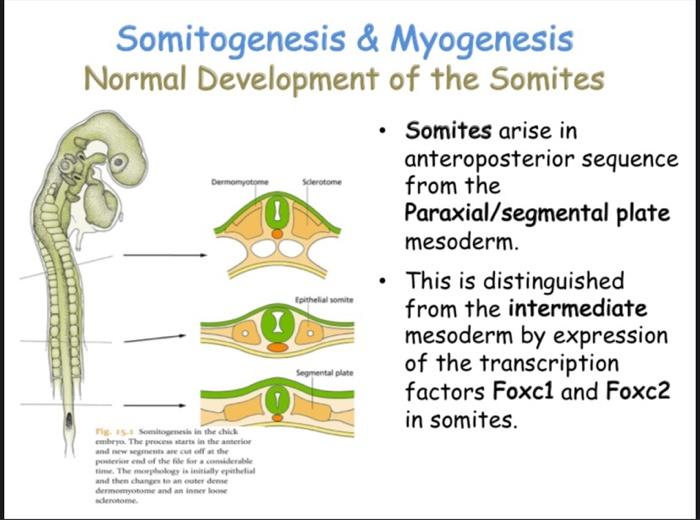 Solved Activity 2 1. What part of the somite gives rise to | Chegg.com