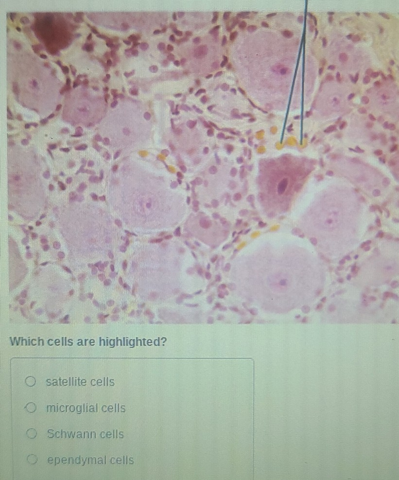 Solved Identify The Highlighted Structure Submit Re Chegg