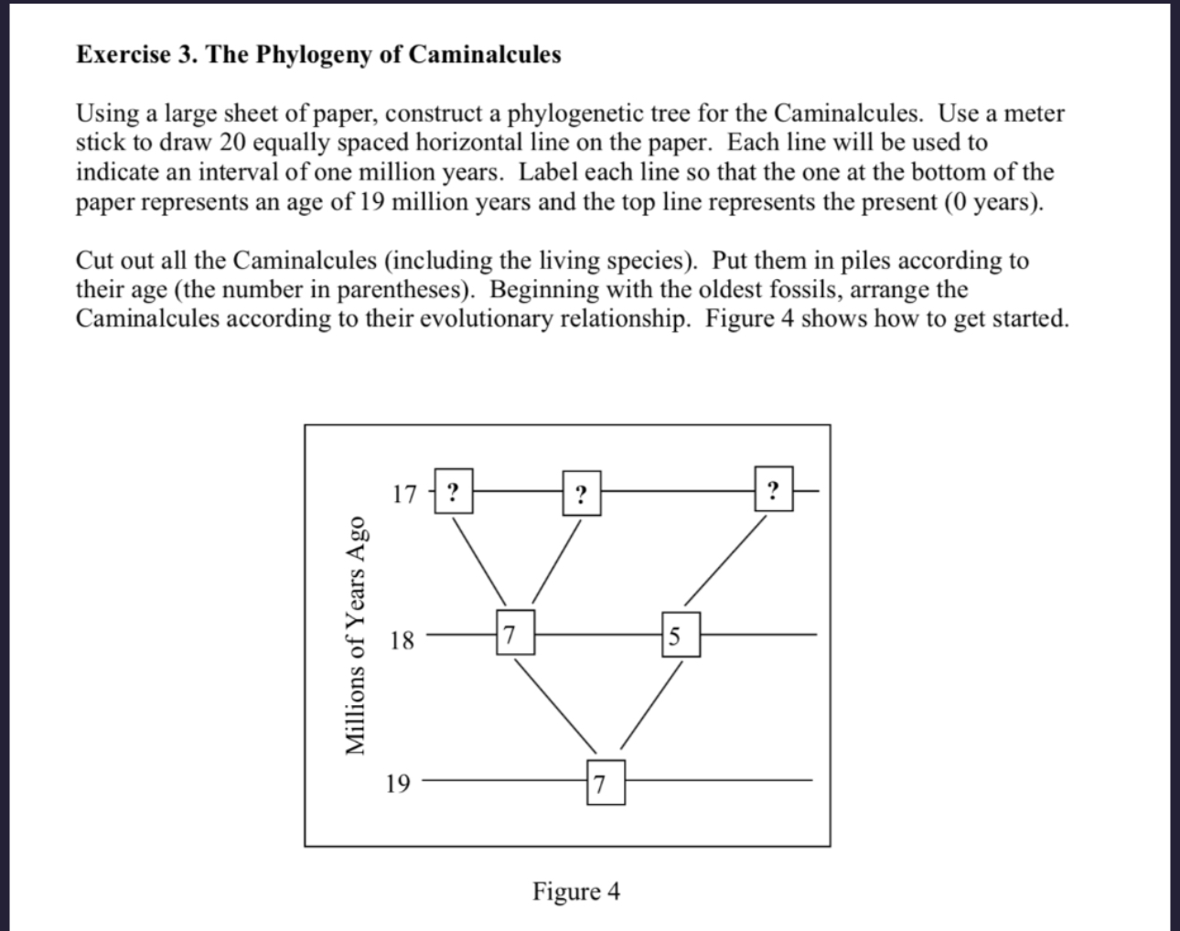Solved Exercise 3. ﻿The Phylogeny of CaminalculesUsing a | Chegg.com