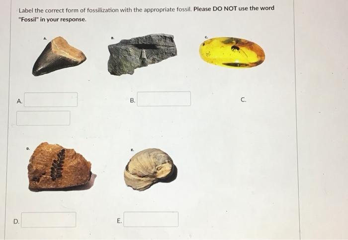 Solved Label the correct form of fossilization with the | Chegg.com