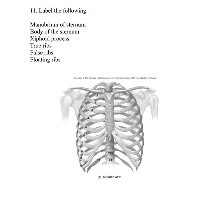 Solved 11. Label the following: Manubrium of sternum Body of | Chegg.com