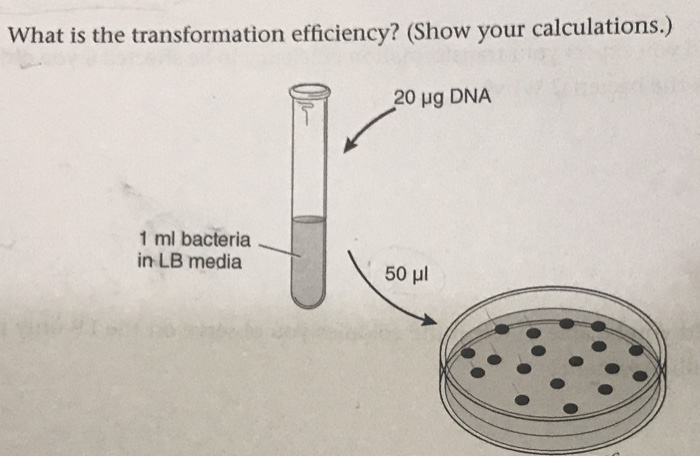 Solved What is the transformation efficiency? (Show your | Chegg.com