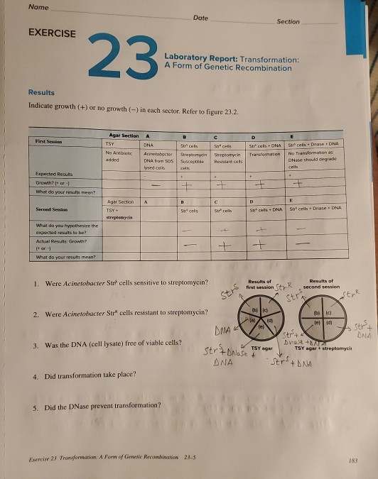 Solved Name Date Section EXERCISE 23 Laboratory Report: | Chegg.com