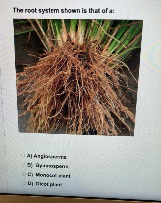 Solved The root system shown is that of a: A) Angiosperms B) | Chegg.com