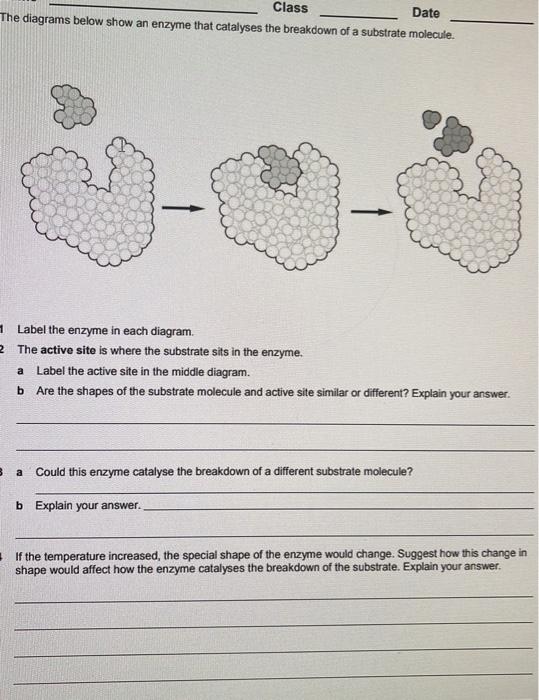 Solved The diagrams below show an enzyme that catalyses the | Chegg.com
