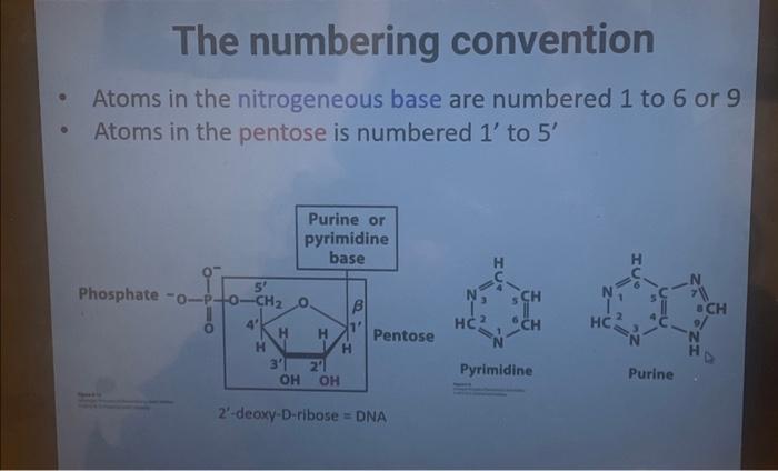 Solved in biochemistry when we are numbering the | Chegg.com