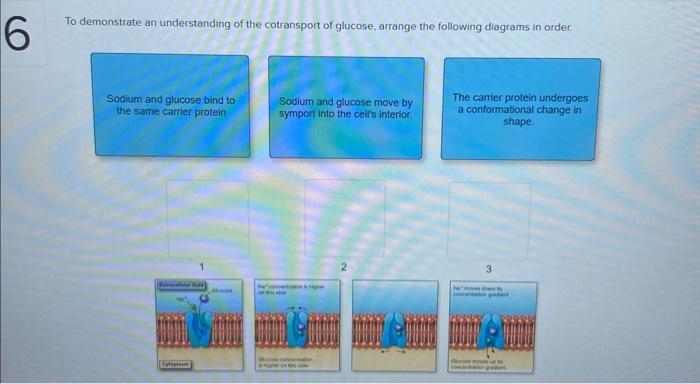Solved To demonstrate an understanding of the cotransport of | Chegg.com