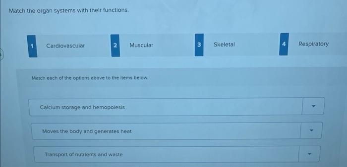Match The Following Organ System Level Match The Following Organ System Level
