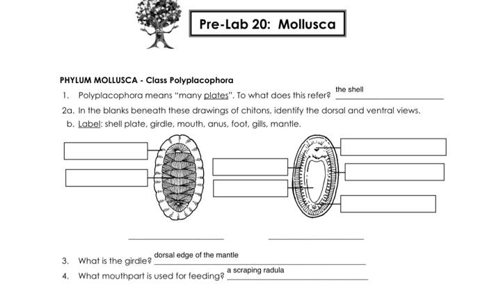 Solved Pre-Lab 20: Mollusca PHYLUM MOLLUSCA-Class | Chegg.com