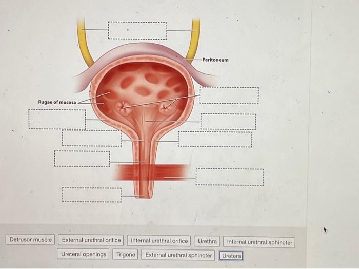 Solved Detrusor muscle External urethral orifice Internal | Chegg.com