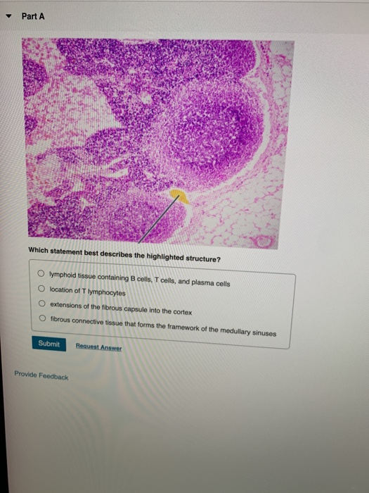 Part A Identify the highlighted structure. Submit | Chegg.com