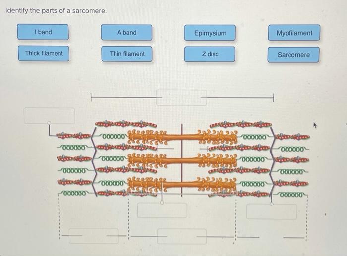 Solved Identify the structures seen in a fascicle. Muscle | Chegg.com