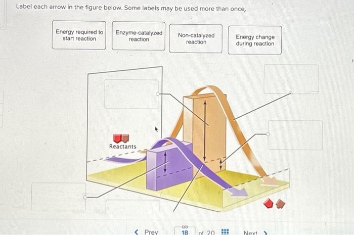 Solved Label each arrow in the figure below. Some labels may | Chegg.com