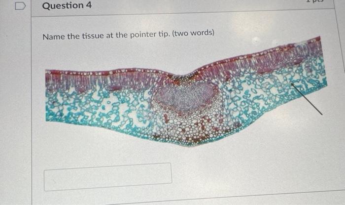 Solved Question 4 Name the tissue at the pointer tip. (two | Chegg.com