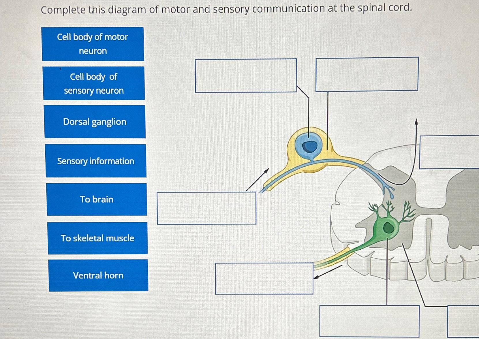 Solved Complete this diagram of motor and sensory | Chegg.com