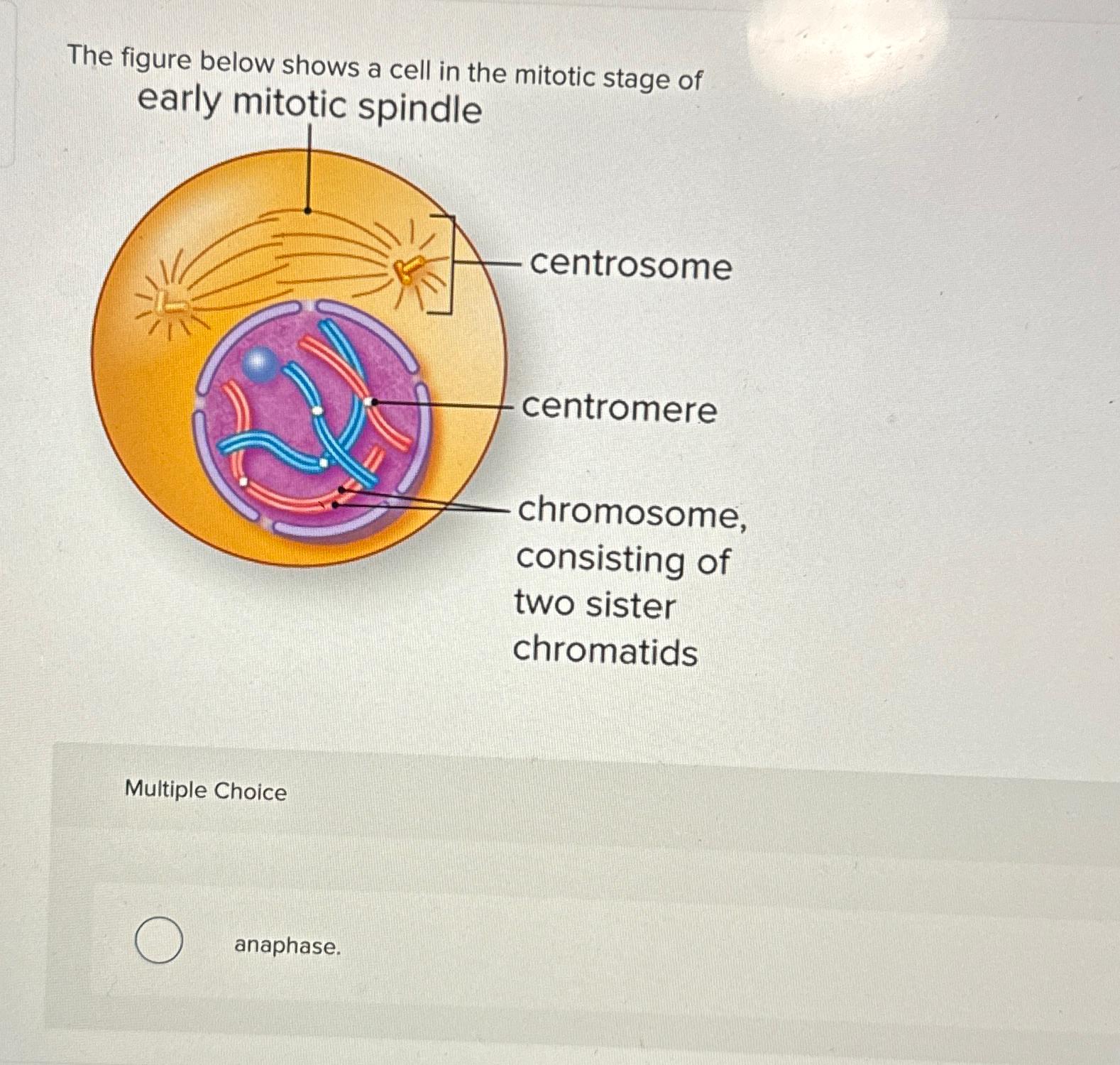 Solved The figure below shows a cell in the mitotic stage of | Chegg.com