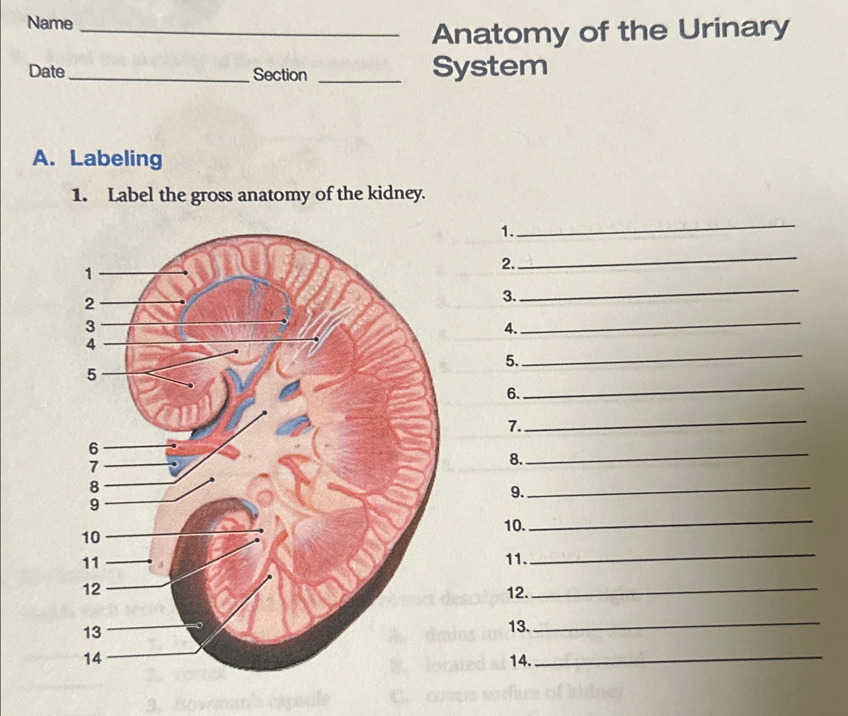Solved NameDate. ﻿Section Anatomy of the Urinary SystemA. | Chegg.com